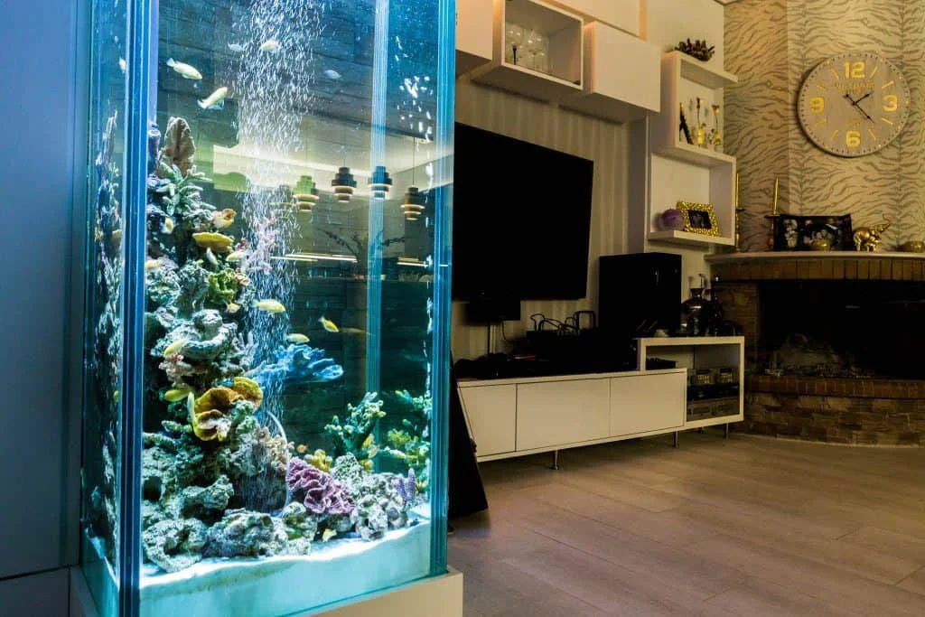 Custom Ενυδρεία Από την My Aquarium - Εξειδίκευση & Εμπειρία