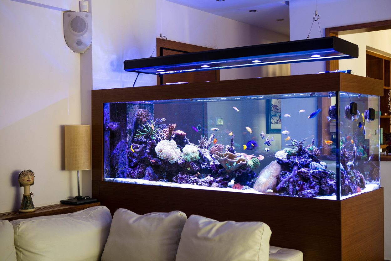 Custom Ενυδρεία Από την My Aquarium - Εξειδίκευση & Εμπειρία