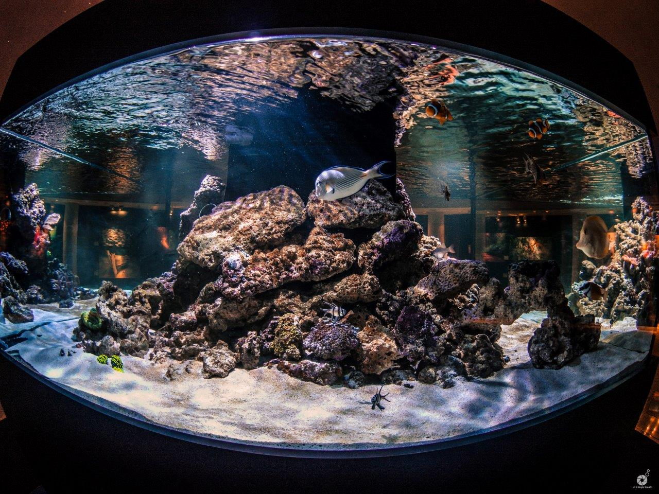 Eugenides Foundation - Planetarium - Custom Aquariums - My Aquarium